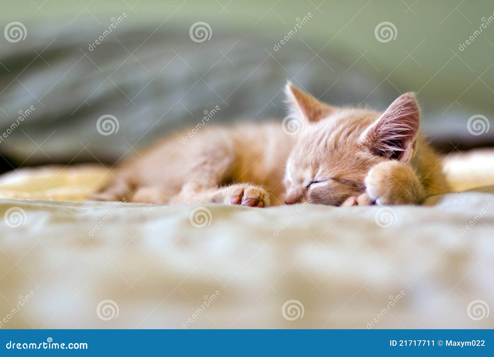 Sleeping Kitty stock image. Image of siesta, adorable - 21717711