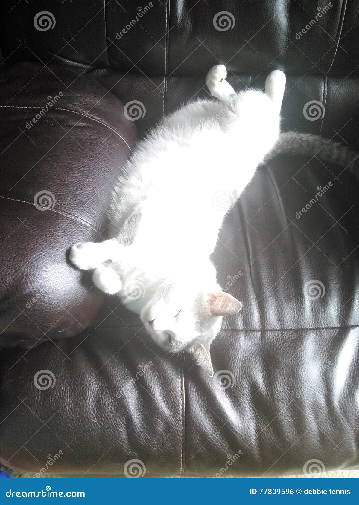 Sleeping kitty stock photo. Image of relax, time, sleeping - 77809596