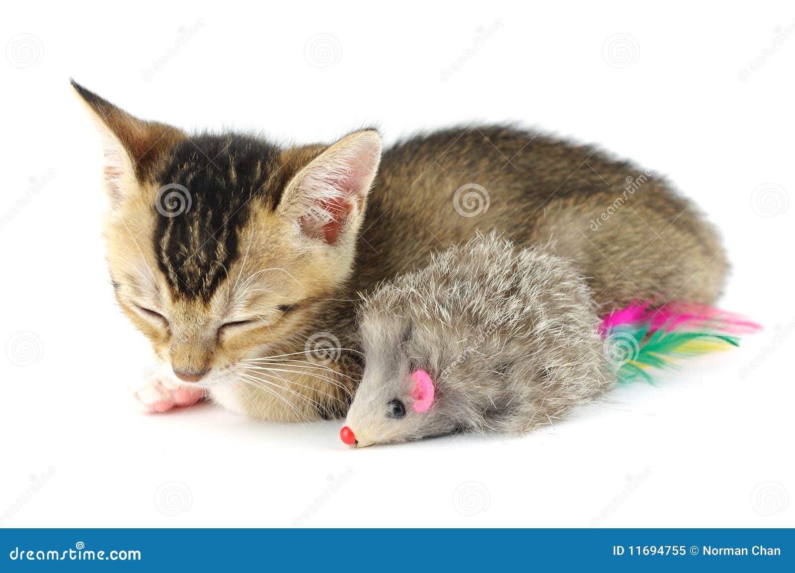 Sleeping Kitty and Toy Mouse Stock Image - Image of lovable, animal ...