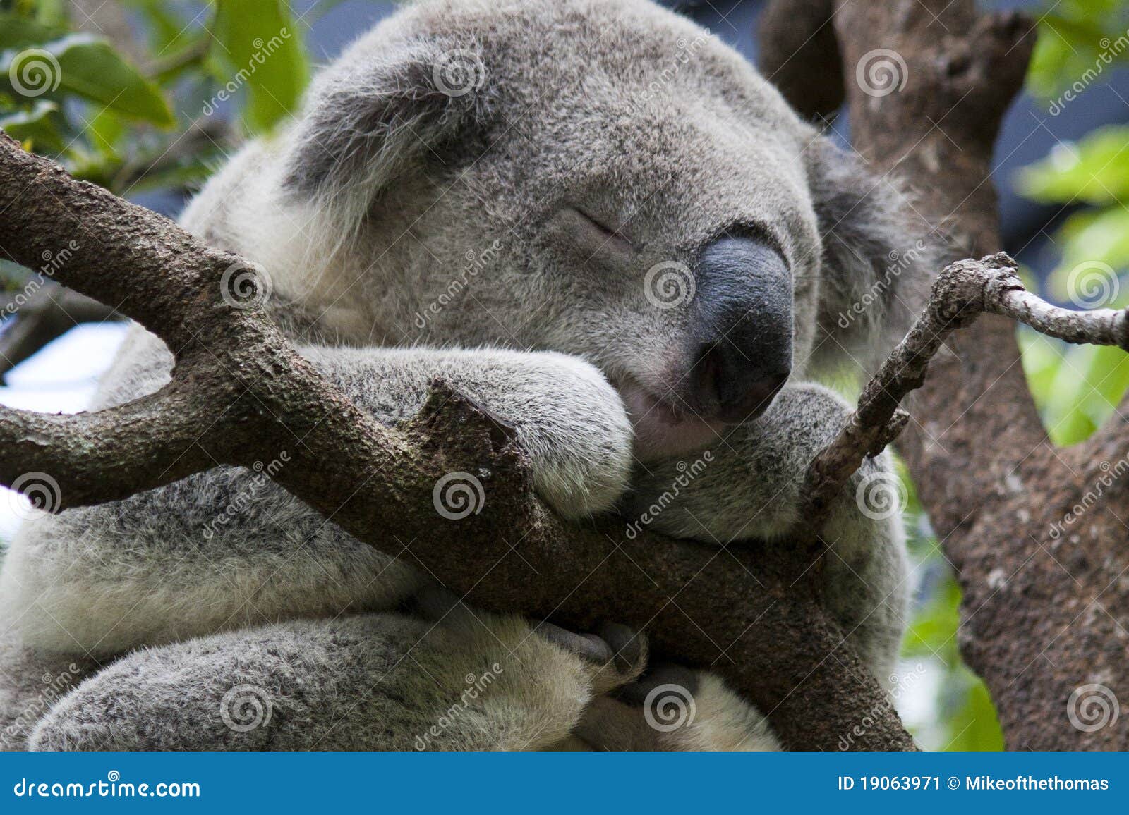 Sleeping Koala stock image. Image of cling, wales, wildlife - 19063971