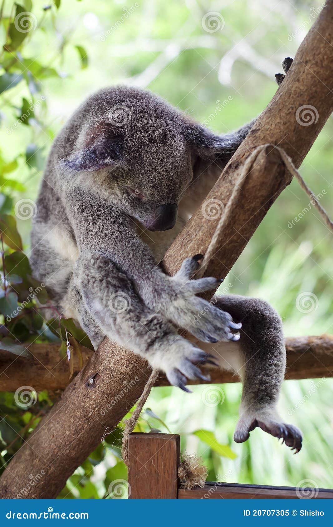 Sleeping Koala stock image. Image of cute, snooze, wild - 20707305