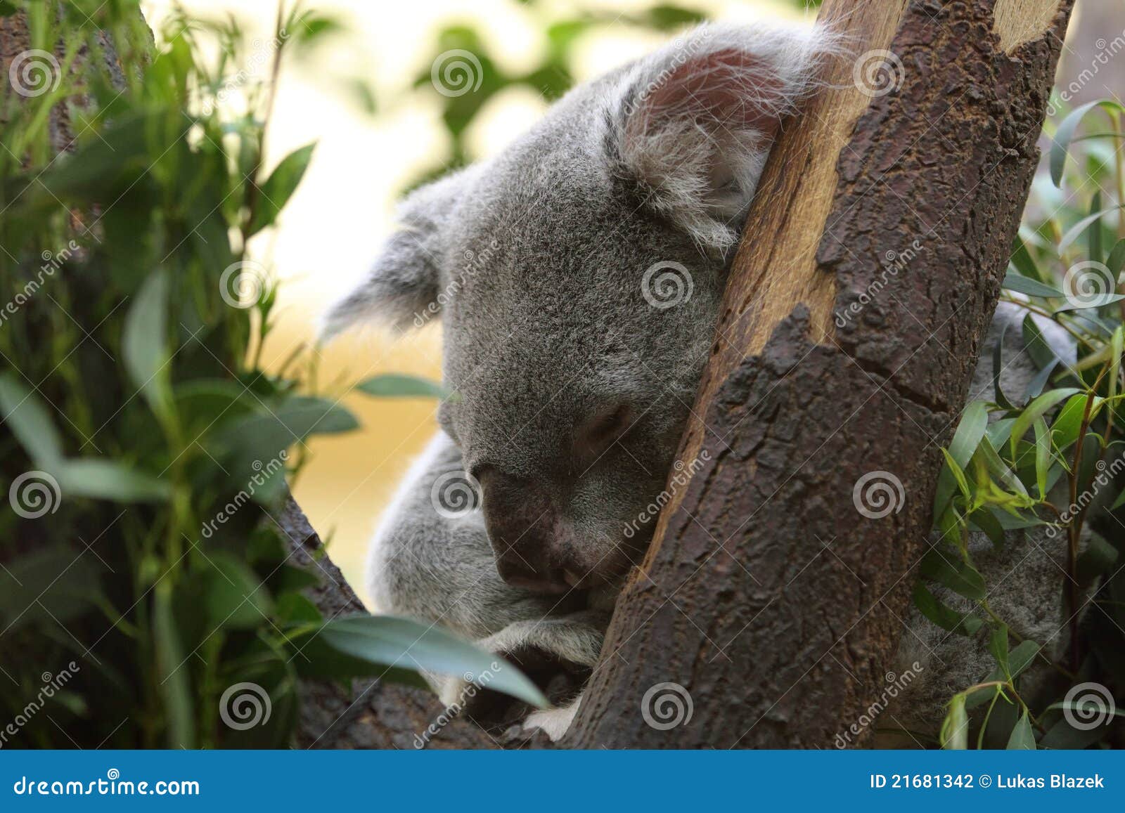 Sleeping koala stock photo. Image of nature, phascolarctos - 21681342