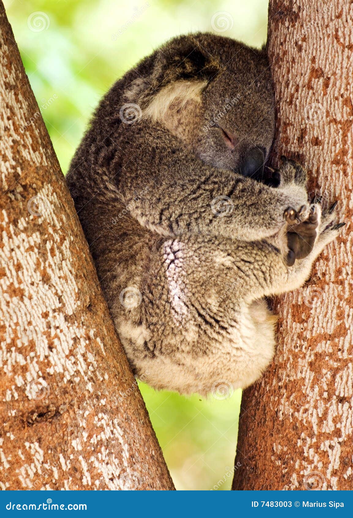 Sleeping Koala stock image. Image of wildlife, cuddly - 7483003