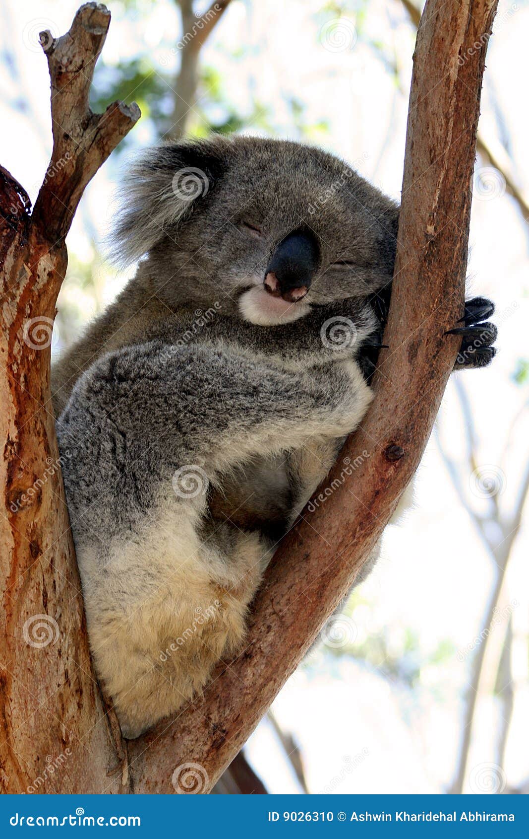 Sleeping Koala stock photo. Image of tree, koala, branch - 9026310