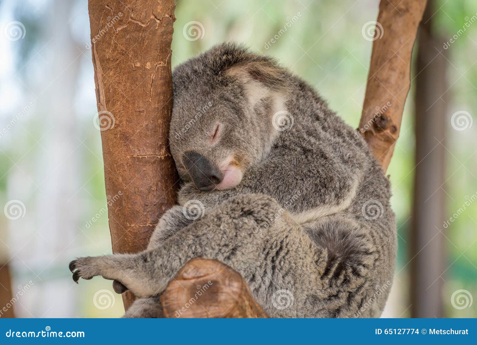 Sleeping Koala Bear stock photo. Image of sleeping, tree - 65127774
