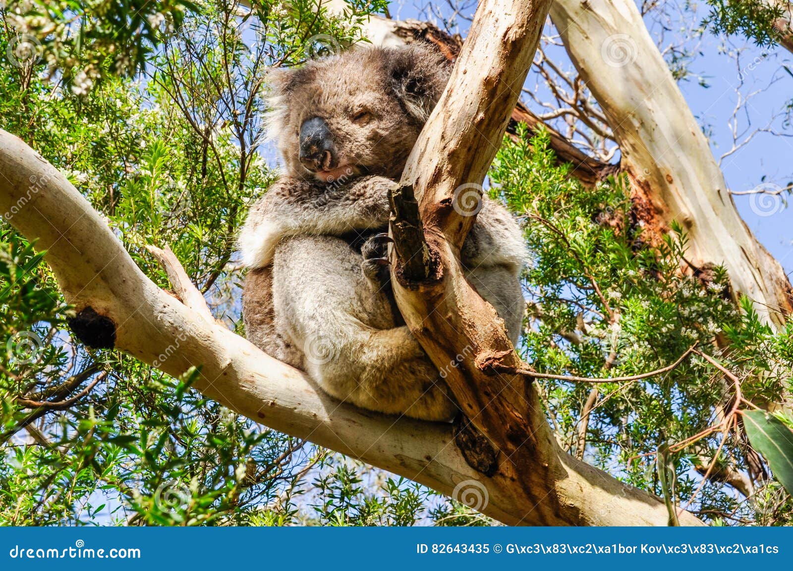Sleeping Koala on the Great Ocean Road, Australia Stock Image - Image ...