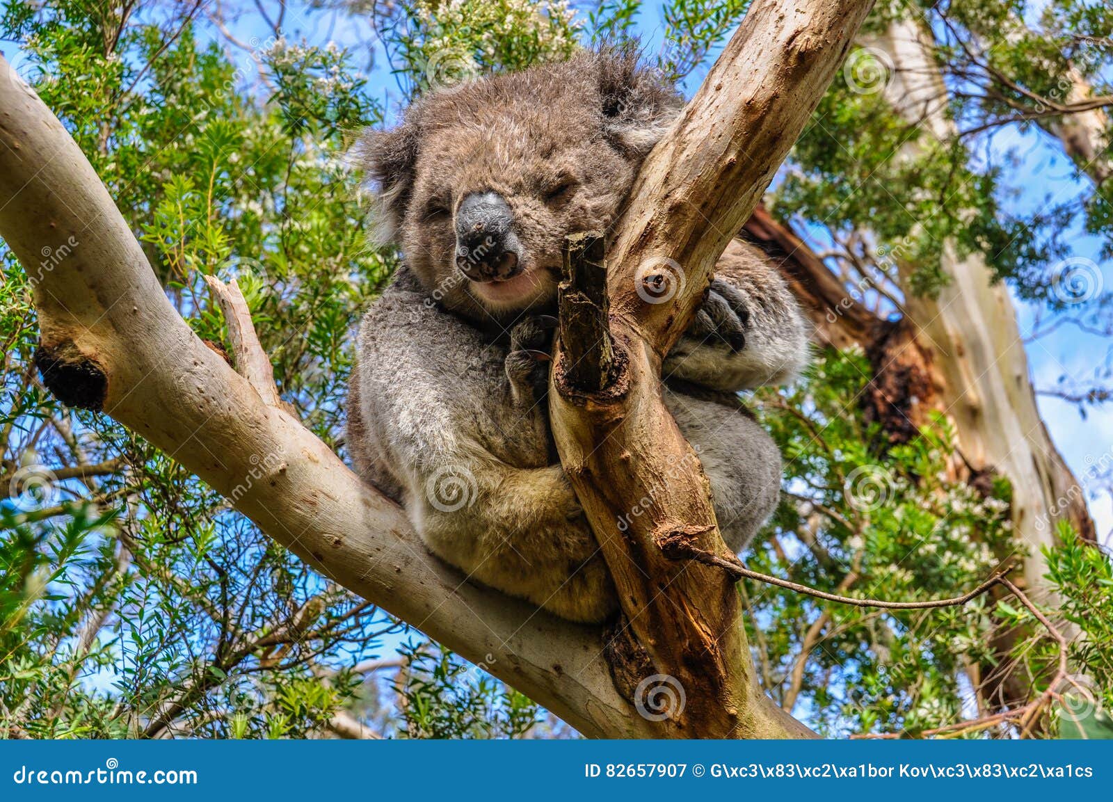 Sleeping Koala on the Great Ocean Road, Australia Stock Image - Image ...