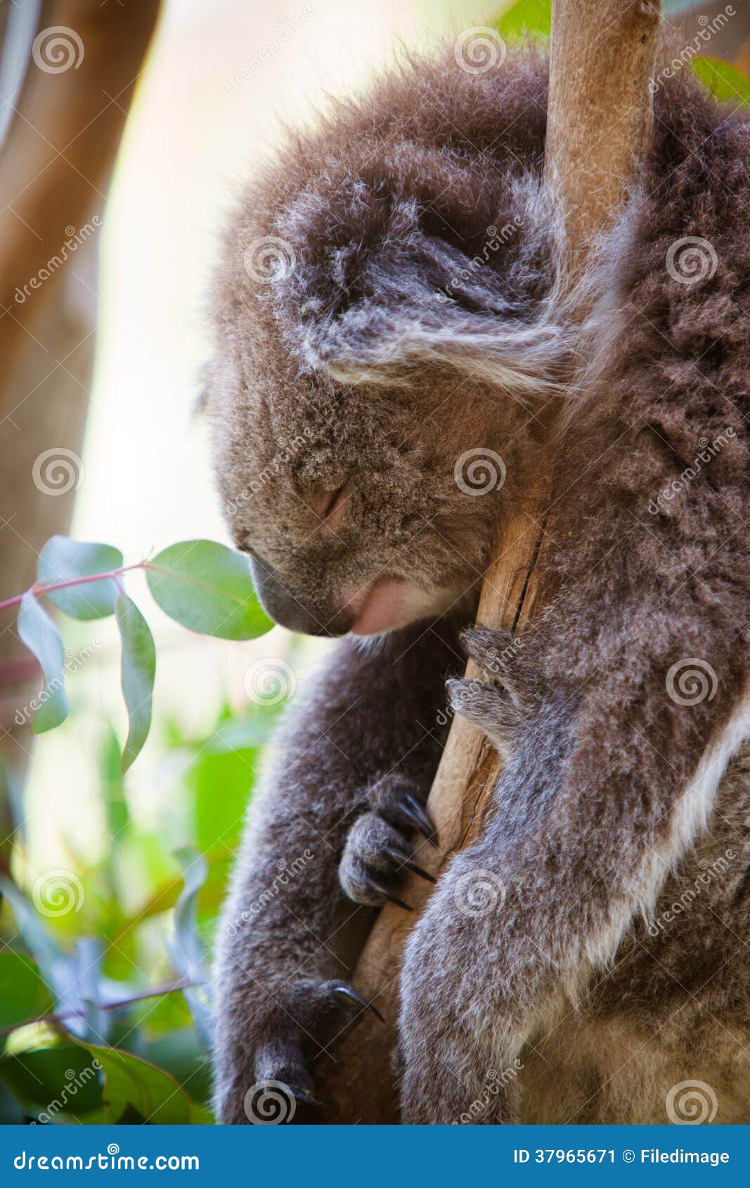 Sleeping Koala stock image. Image of wild, nature, australia - 37965671