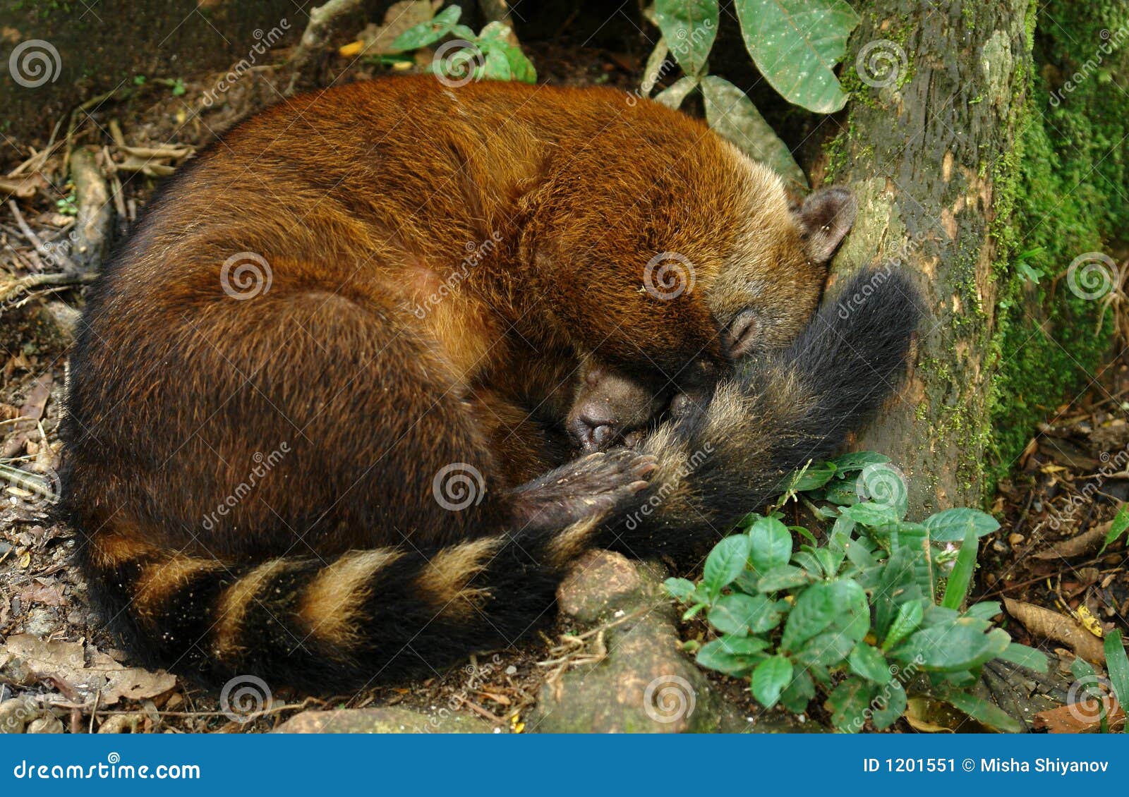 Sleeping koati stock image. Image of jungle, forest, kuchuchu - 1201551