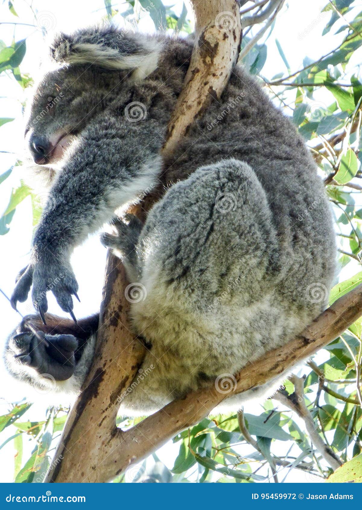Sleeping Koola stock photo. Image of koalas, lazy, grey - 95459972