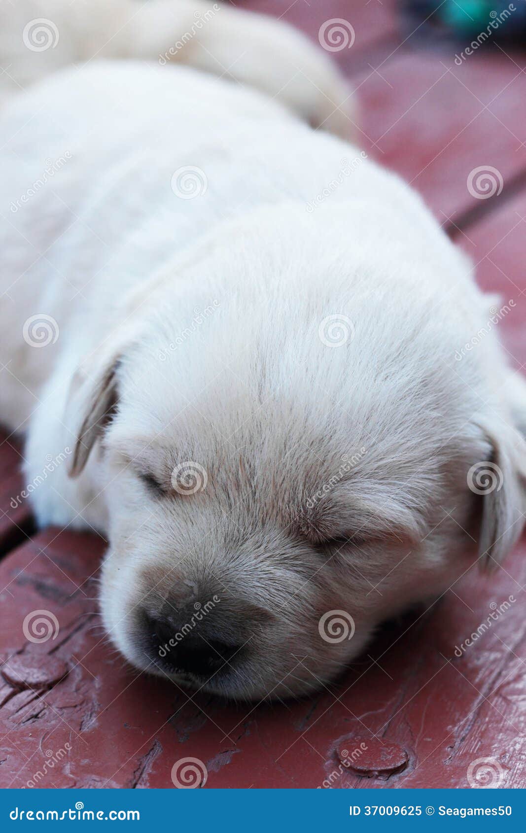 Sleeping Labrador Puppies on Green Grass - Three Weeks Old. Stock Image ...