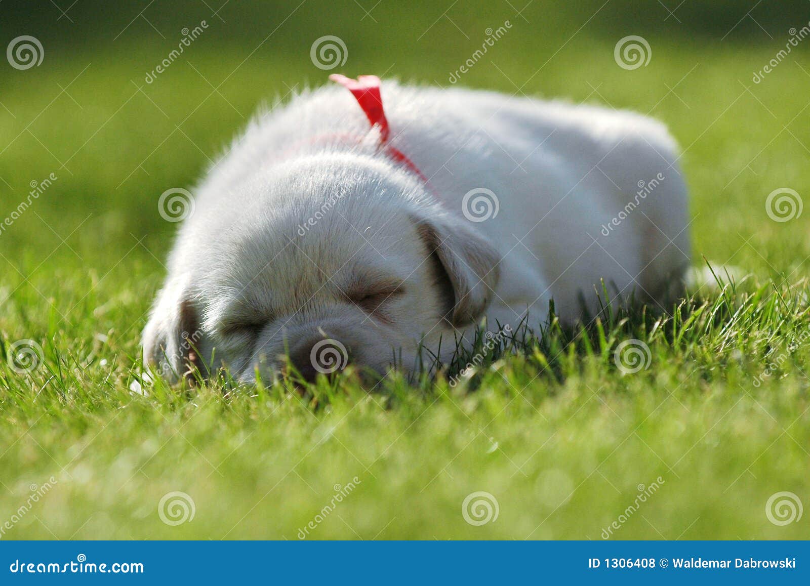 Sleeping Labrador puppy stock photo. Image of gold, puppy - 1306408