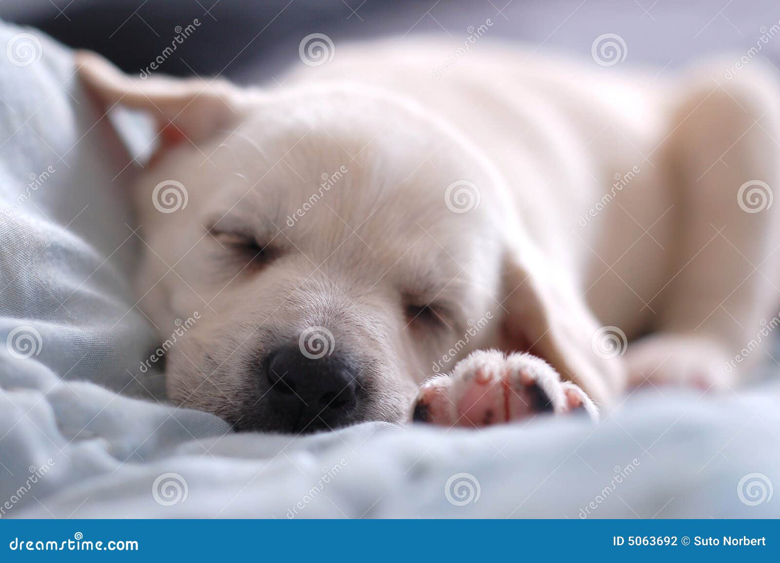 Sleeping Labrador puppy stock photo. Image of cream, cute - 5063692