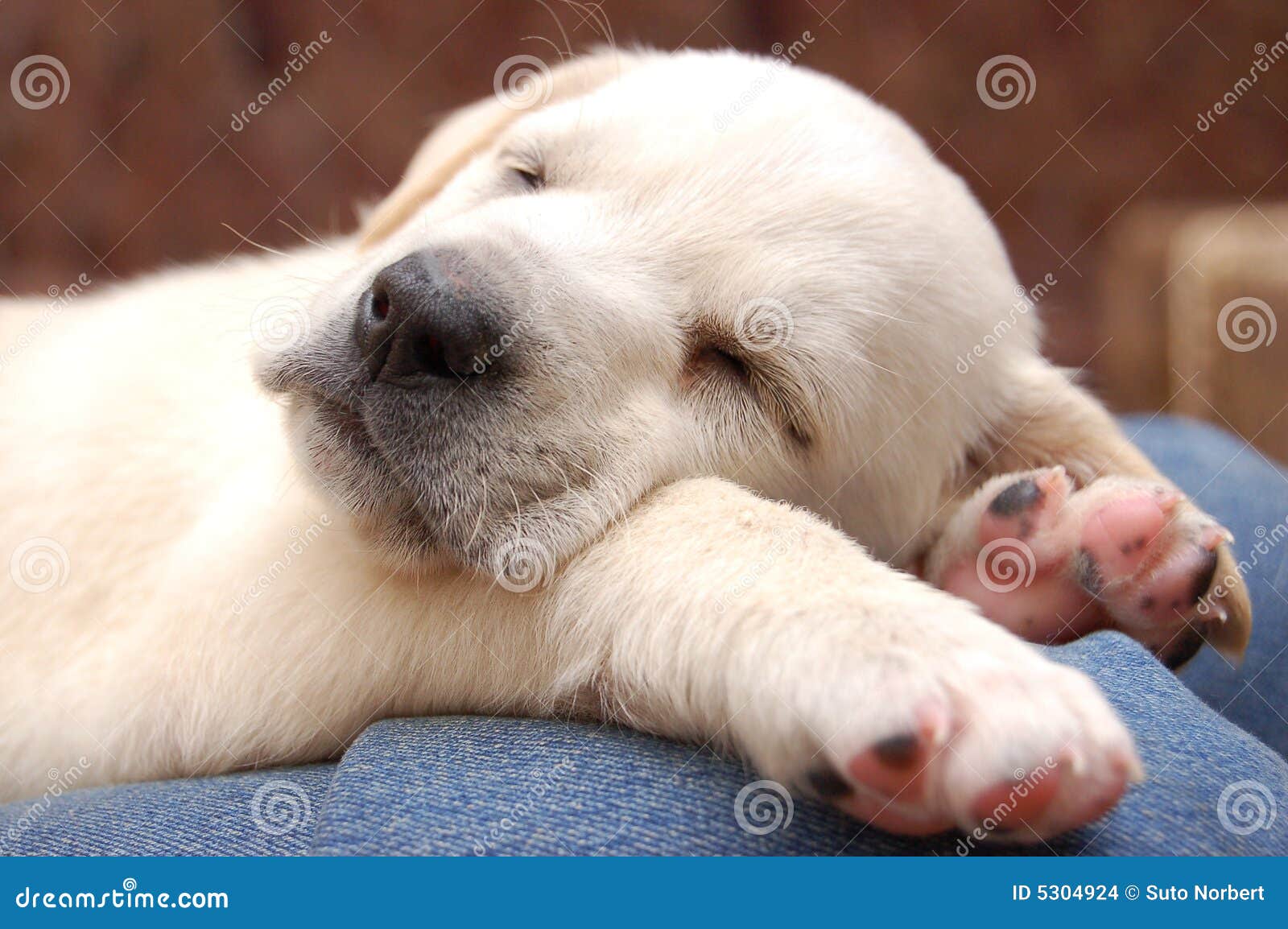 Sleeping Labrador puppy stock photo. Image of mammal, pedigree - 5304924