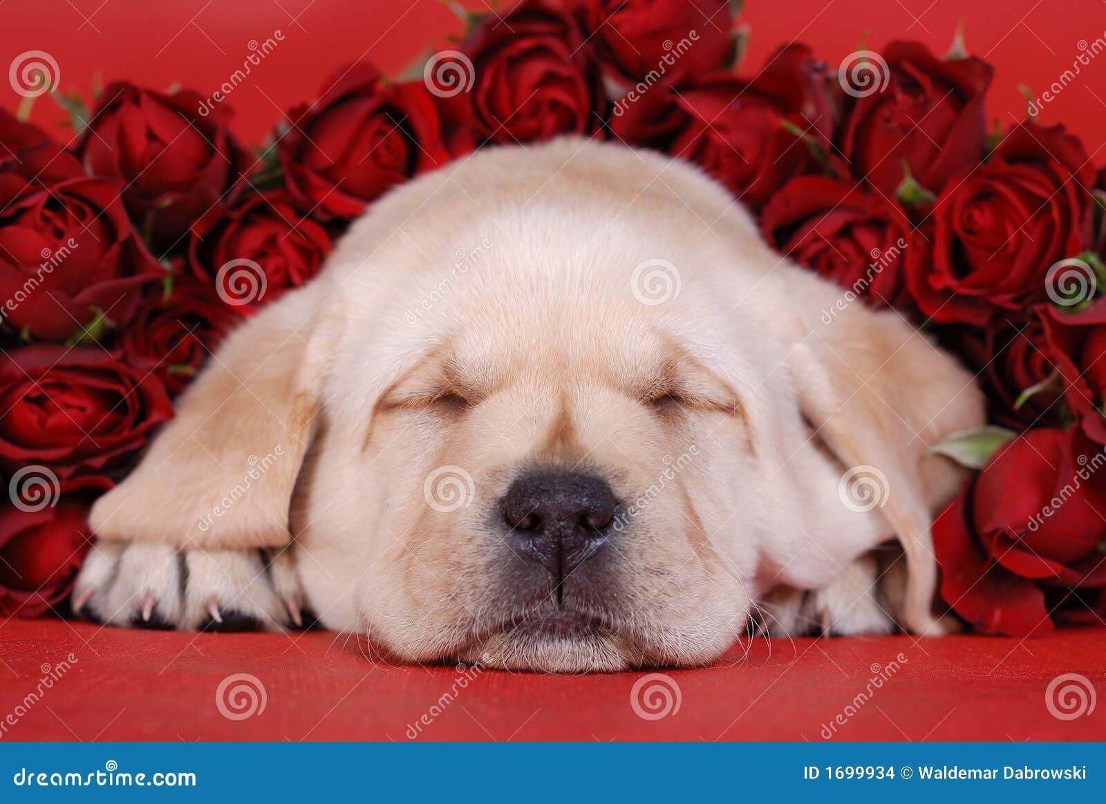 Sleeping Labrador Puppy with R Stock Photo - Image of february, animal ...