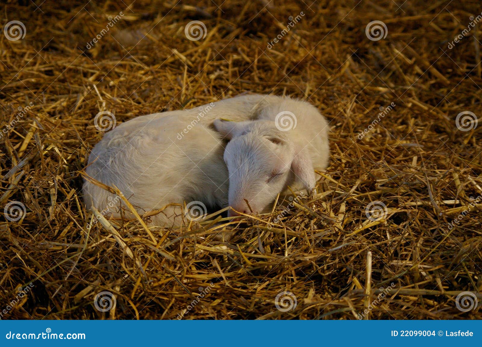 Sleeping lamb stock photo. Image of lamb, sheepfold, straw - 22099004