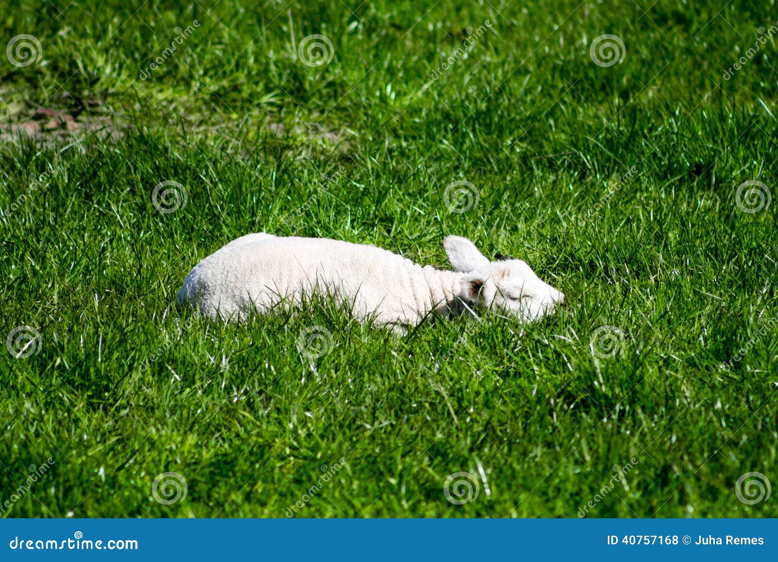 Sleeping Lamb stock photo. Image of spring, play, curious - 40757168