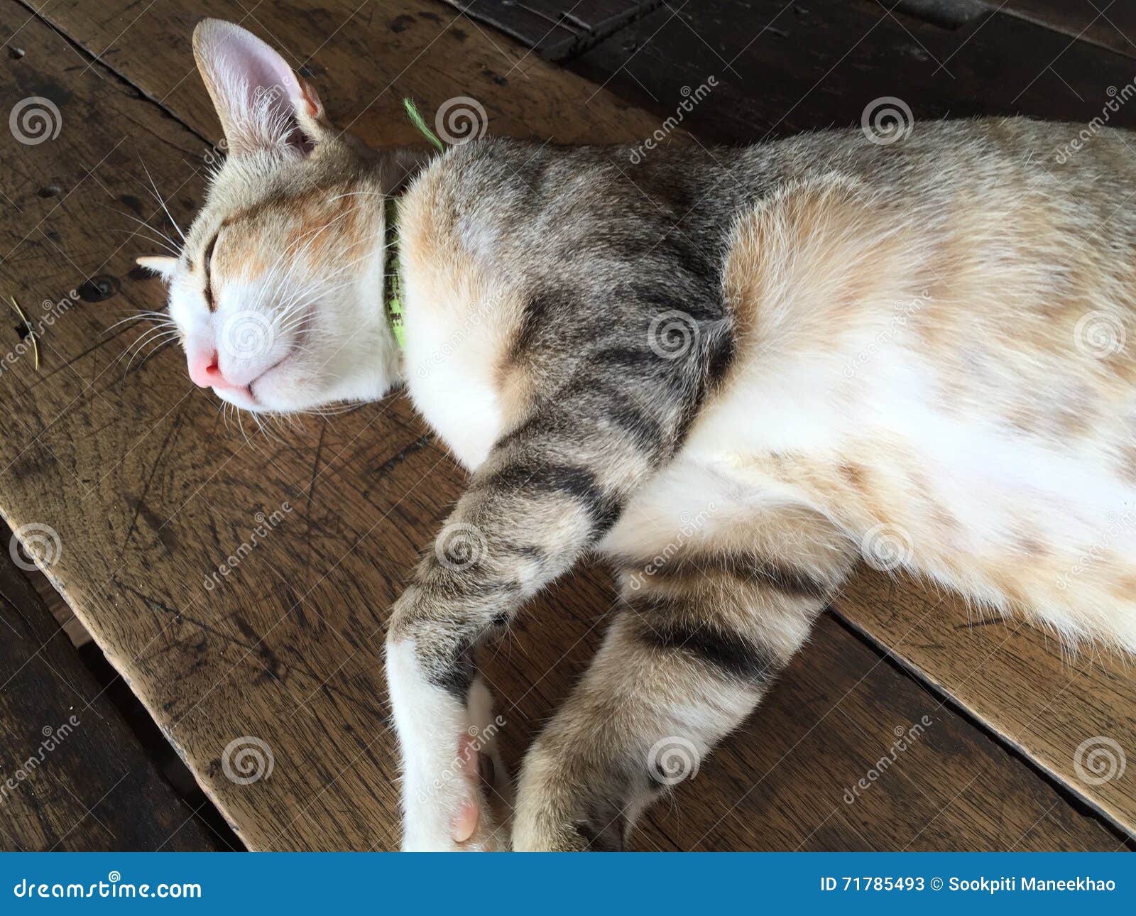 Sleeping Lazy Cat is Dreaming on the Wood Floor Stock Image - Image of ...