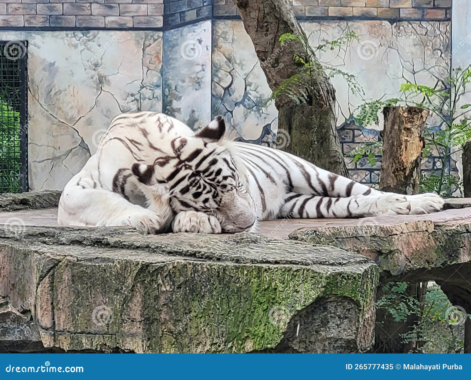 Sleeping lazy tiger stock image. Image of jungle, recreation - 265777435