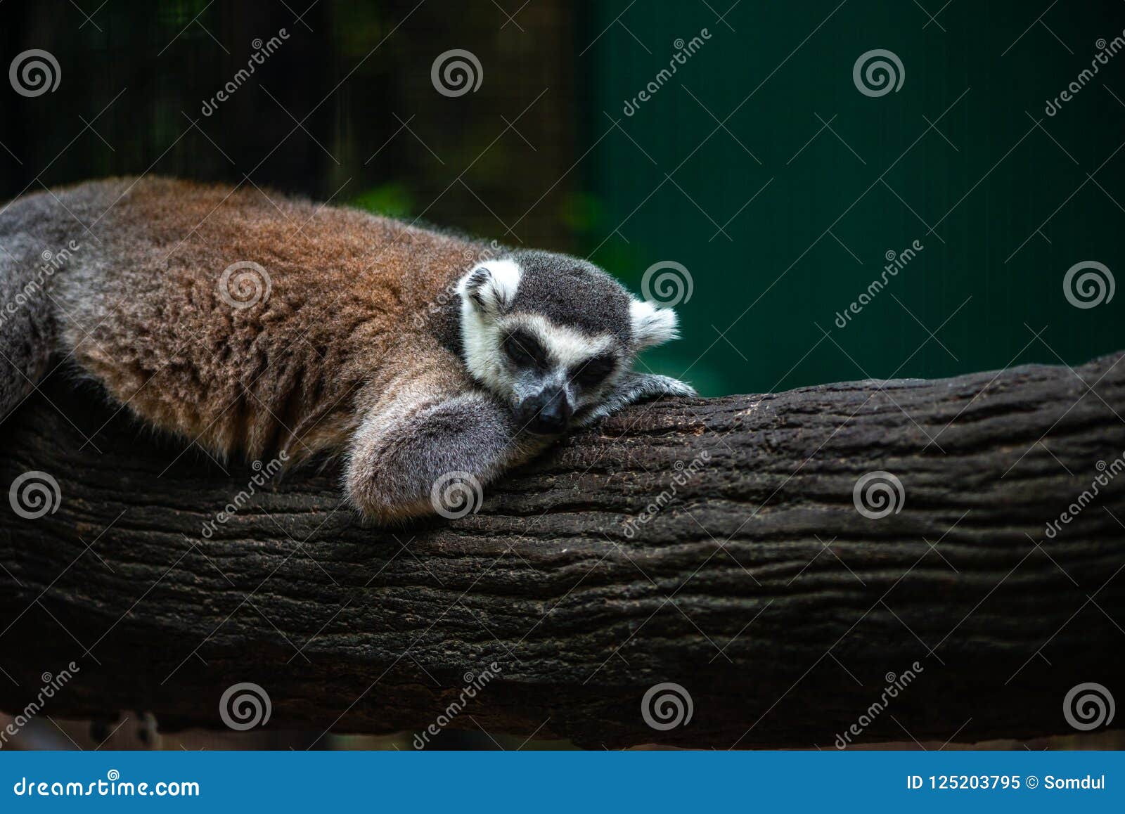 Sleeping Lemer in a zoo stock image. Image of sleeping - 125203795