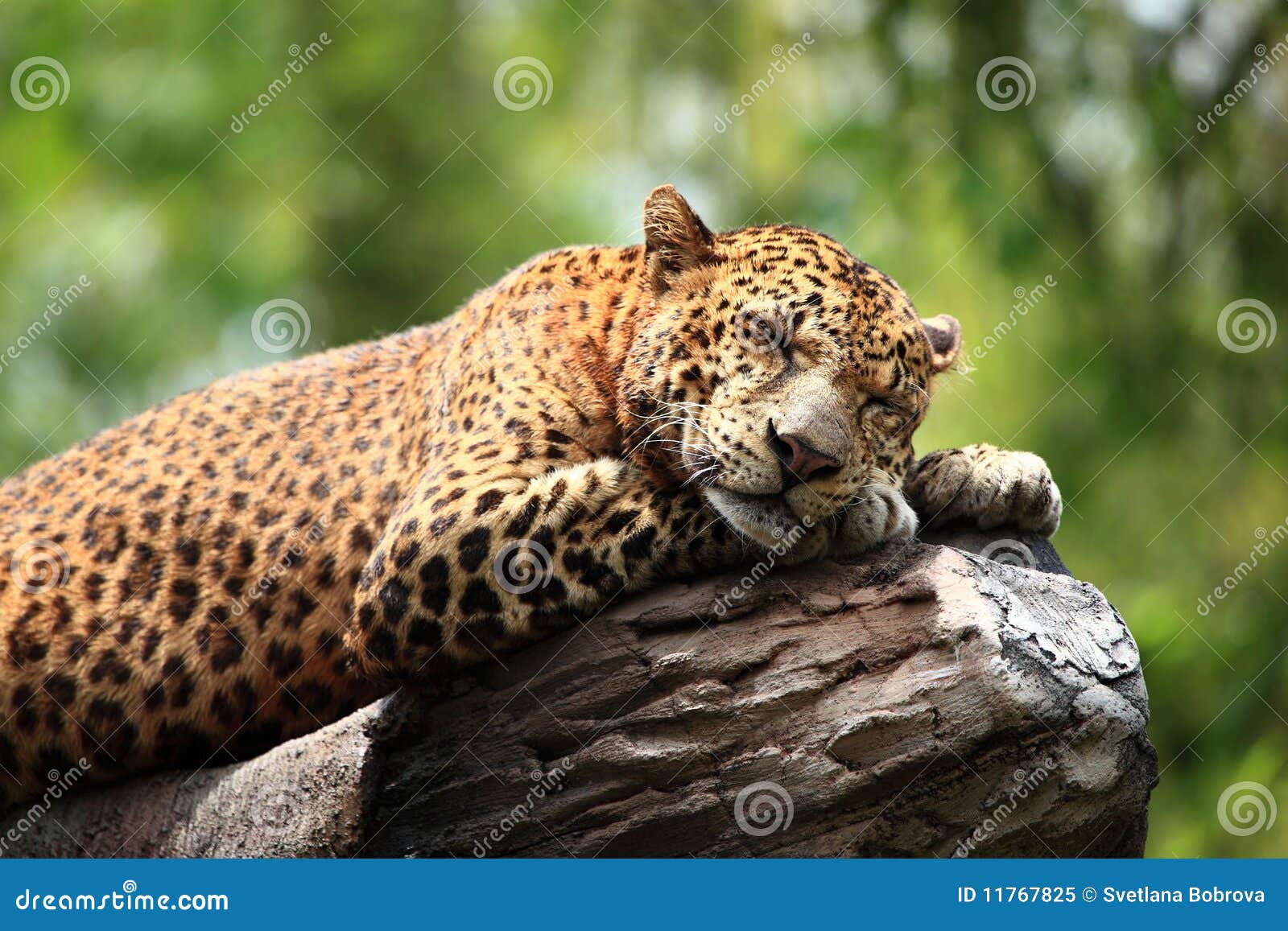 Sleeping Leopard stock image. Image of nature, danger - 11767825