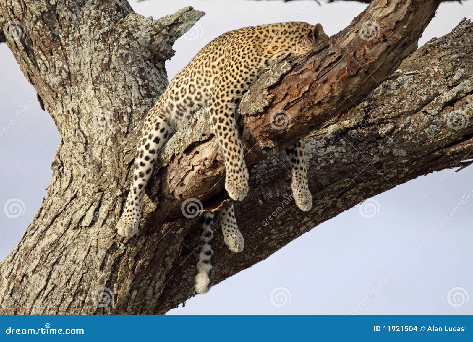 Sleeping Leopard stock photo. Image of five, resting - 11921504