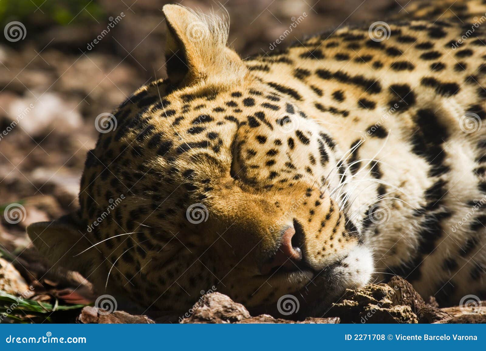 Sleeping leopard stock photo. Image of head, male, large - 2271708