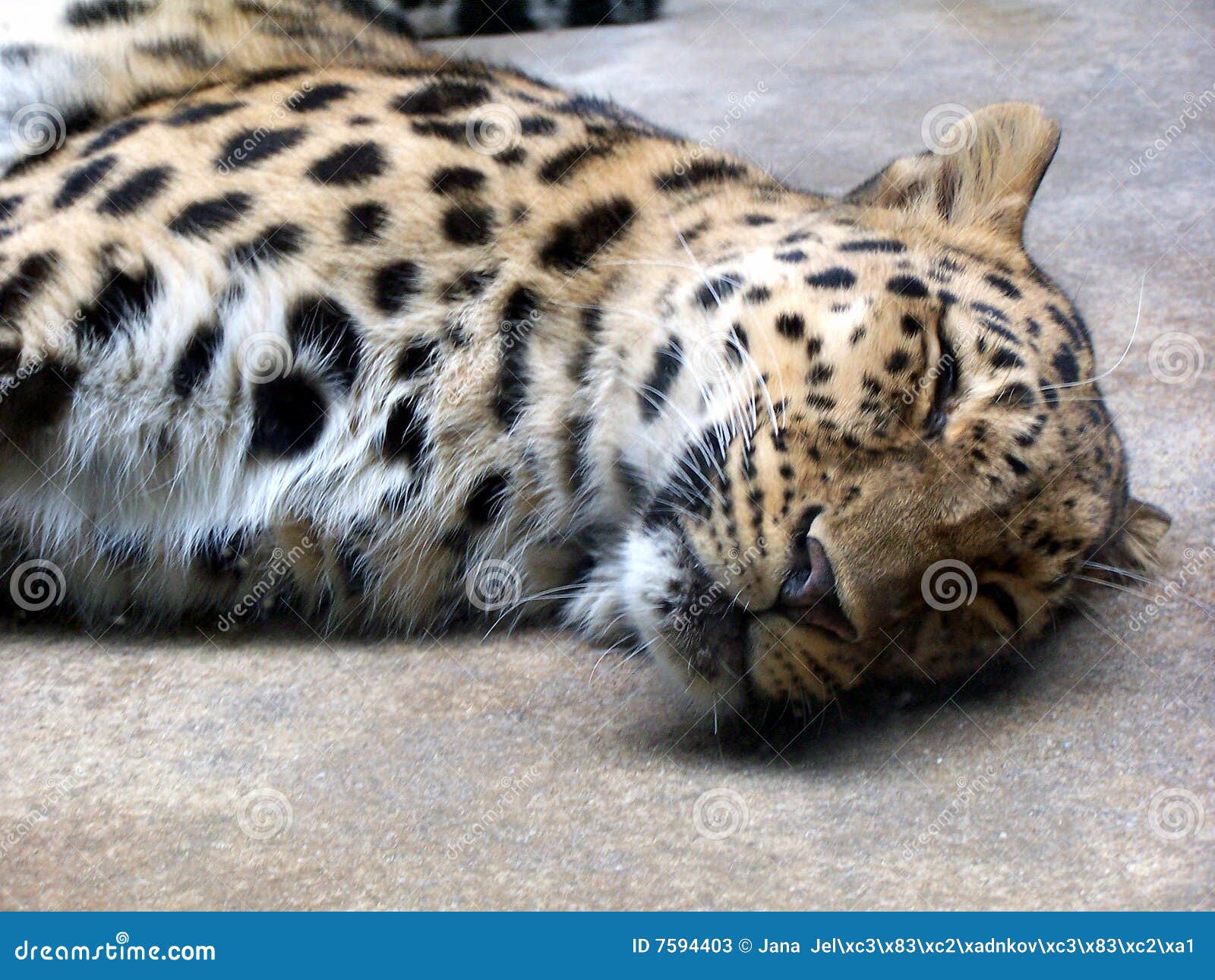 Sleeping leopard stock image. Image of sumer, prague, czech - 7594403