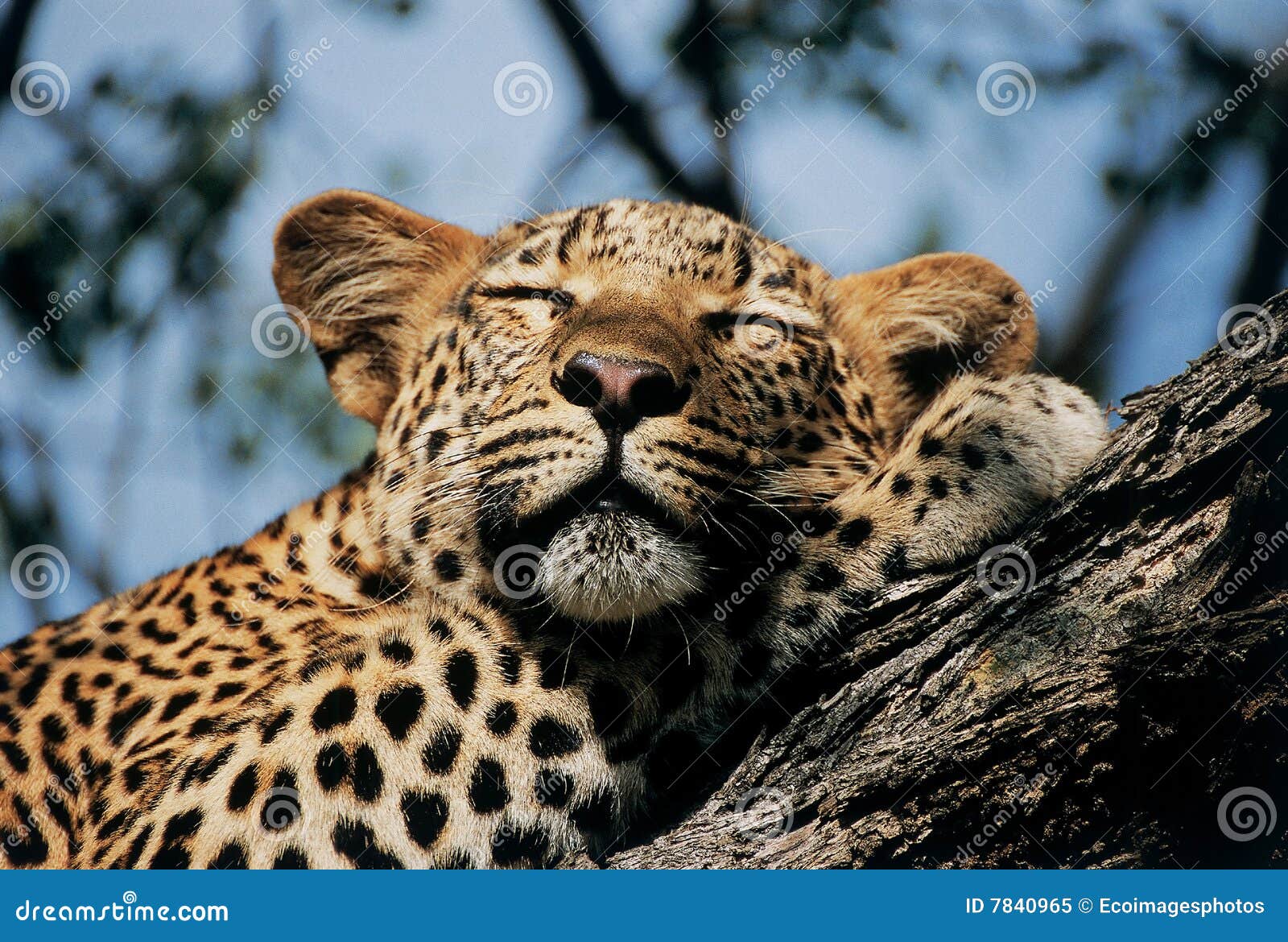 Sleeping leopard stock image. Image of spot, cuddly, mammal - 7840965