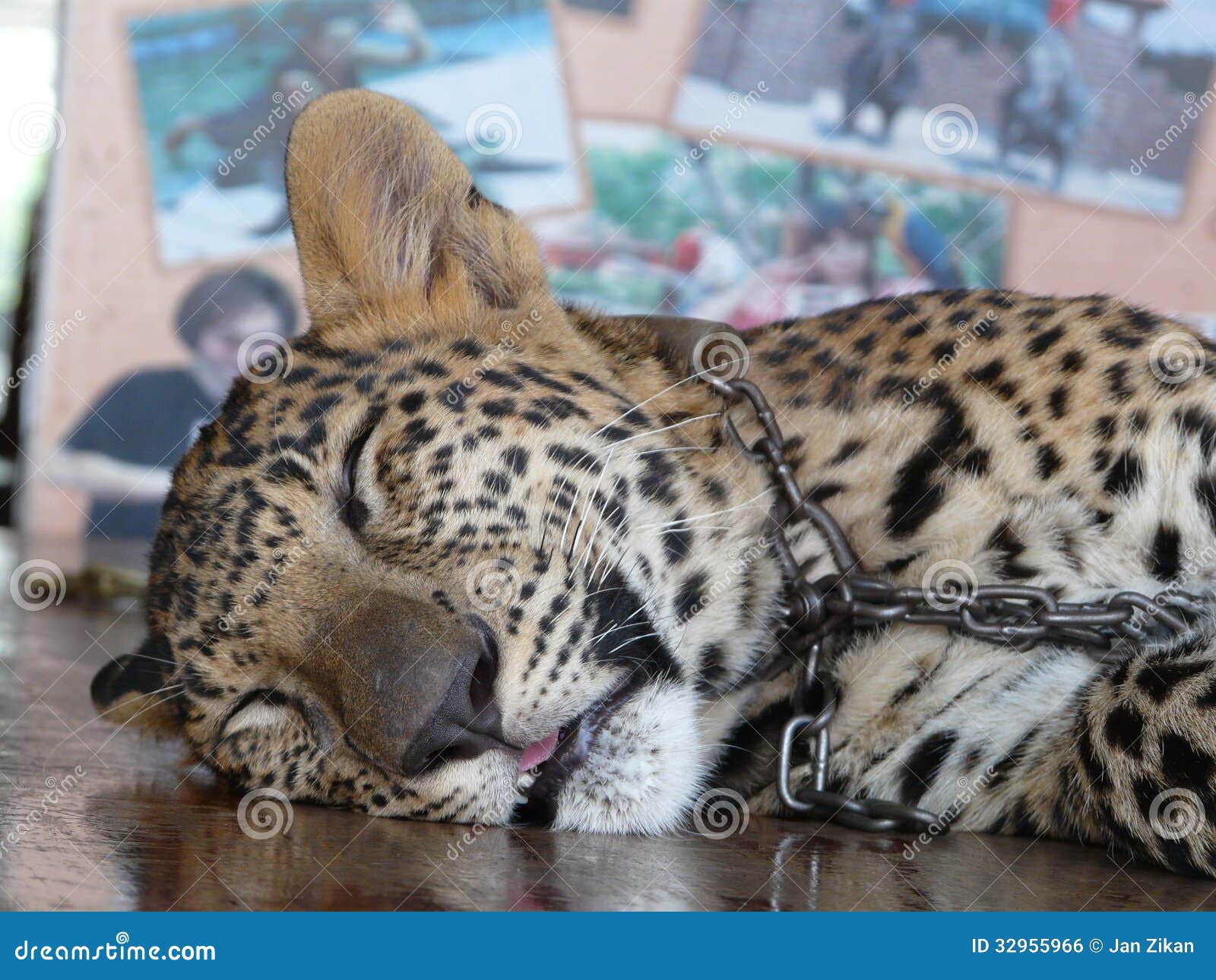 Sleeping leopard stock photo. Image of feline, animal - 32955966