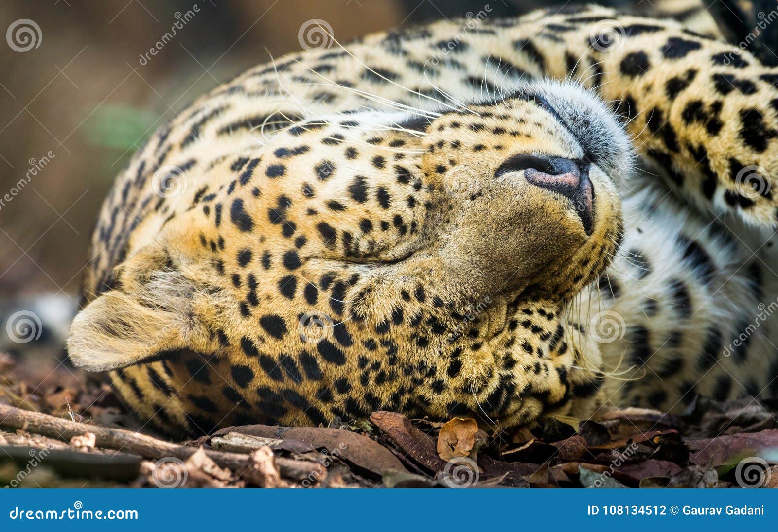 Beautiful Sleeping Leopard Close Up Portrait Stock Photo - Image of ...
