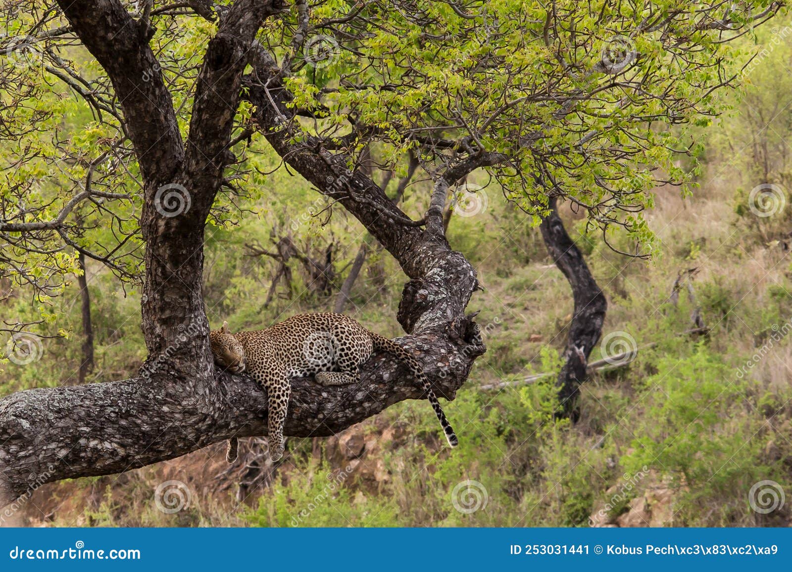 Sleeping Leopard Panthera Pardus 14725 Stock Image - Image of hunter ...