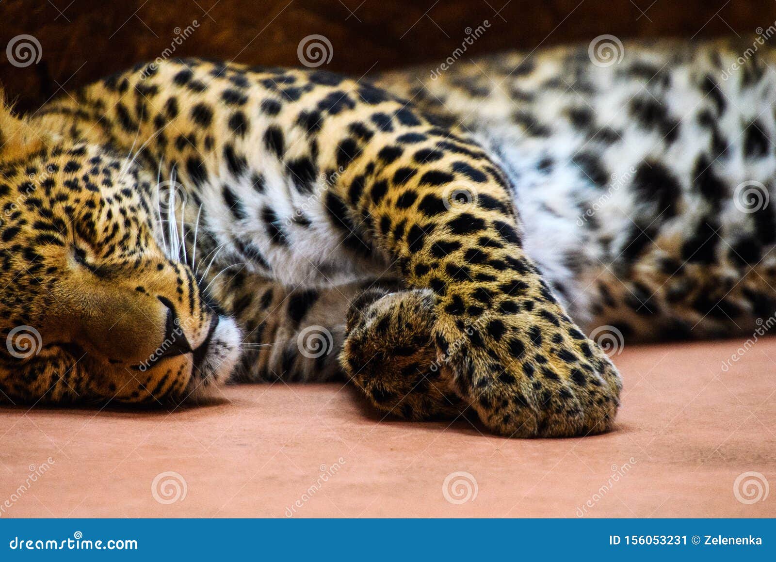 Sleeping leopard stock image. Image of animals, looking - 156053231