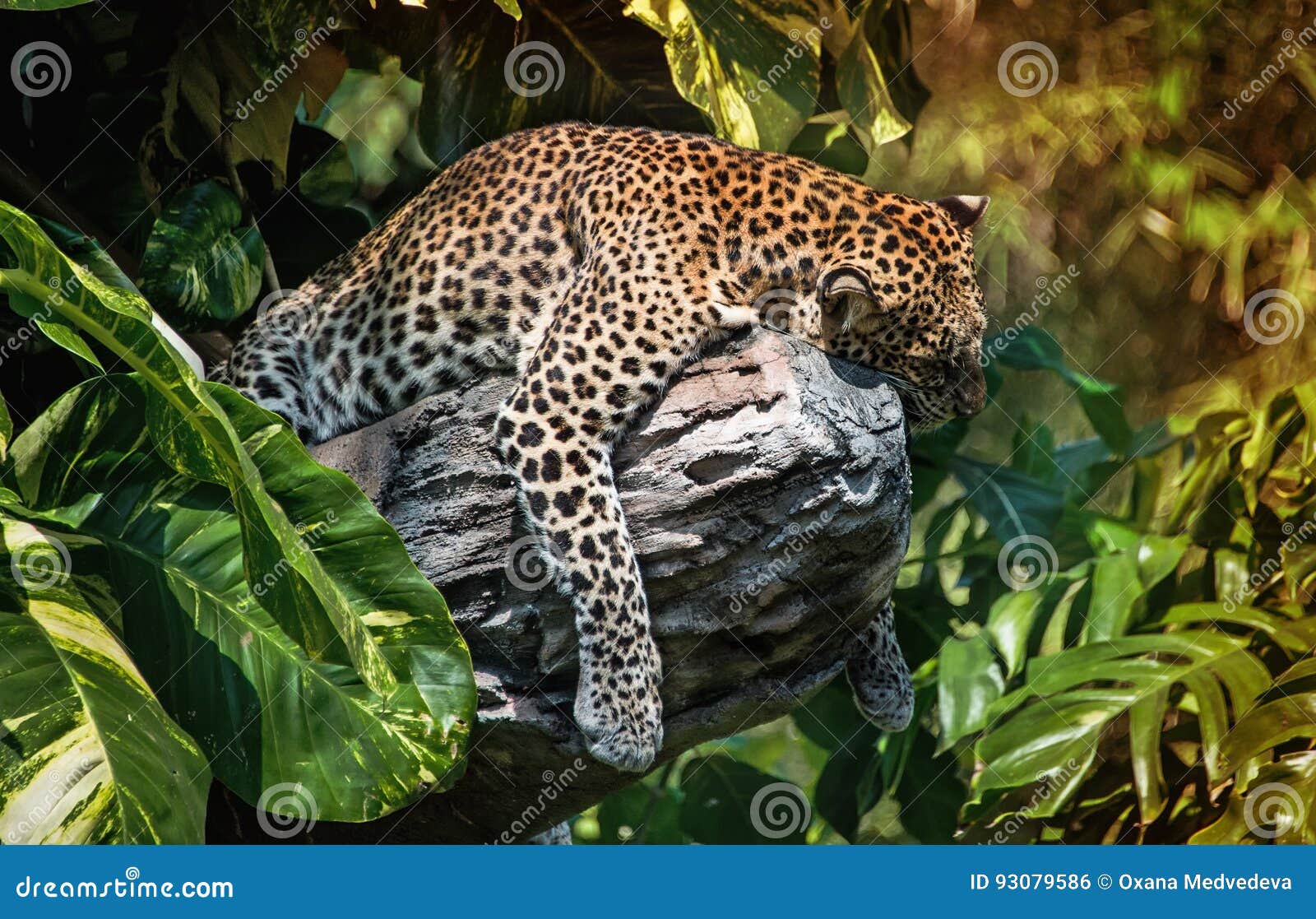 A Sleeping Leopard in a Tree in the Green Tropical Forest on a Sunny ...