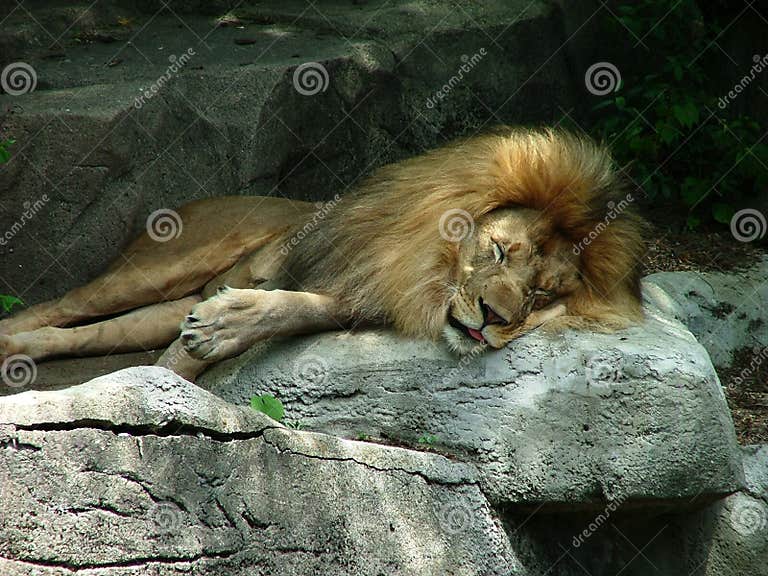 Sleeping Lion stock photo. Image of lion, shade, king, rocks - 138130