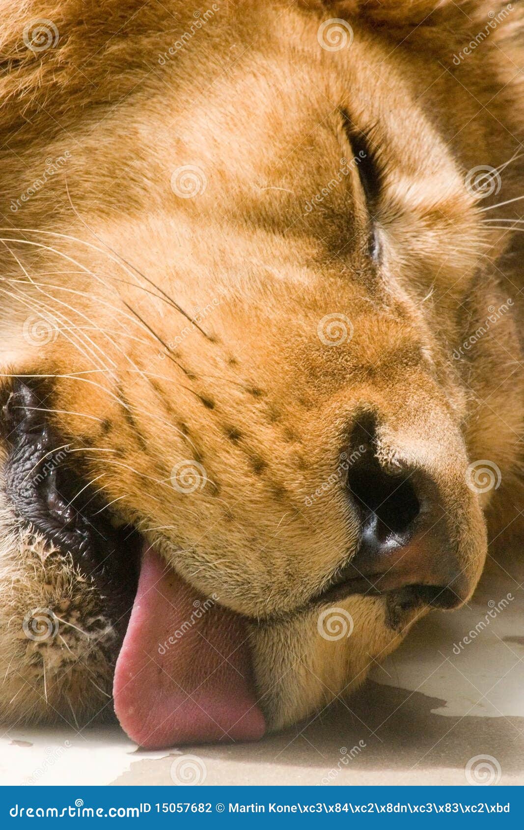 Sleeping lion stock photo. Image of closed, face, head - 15057682
