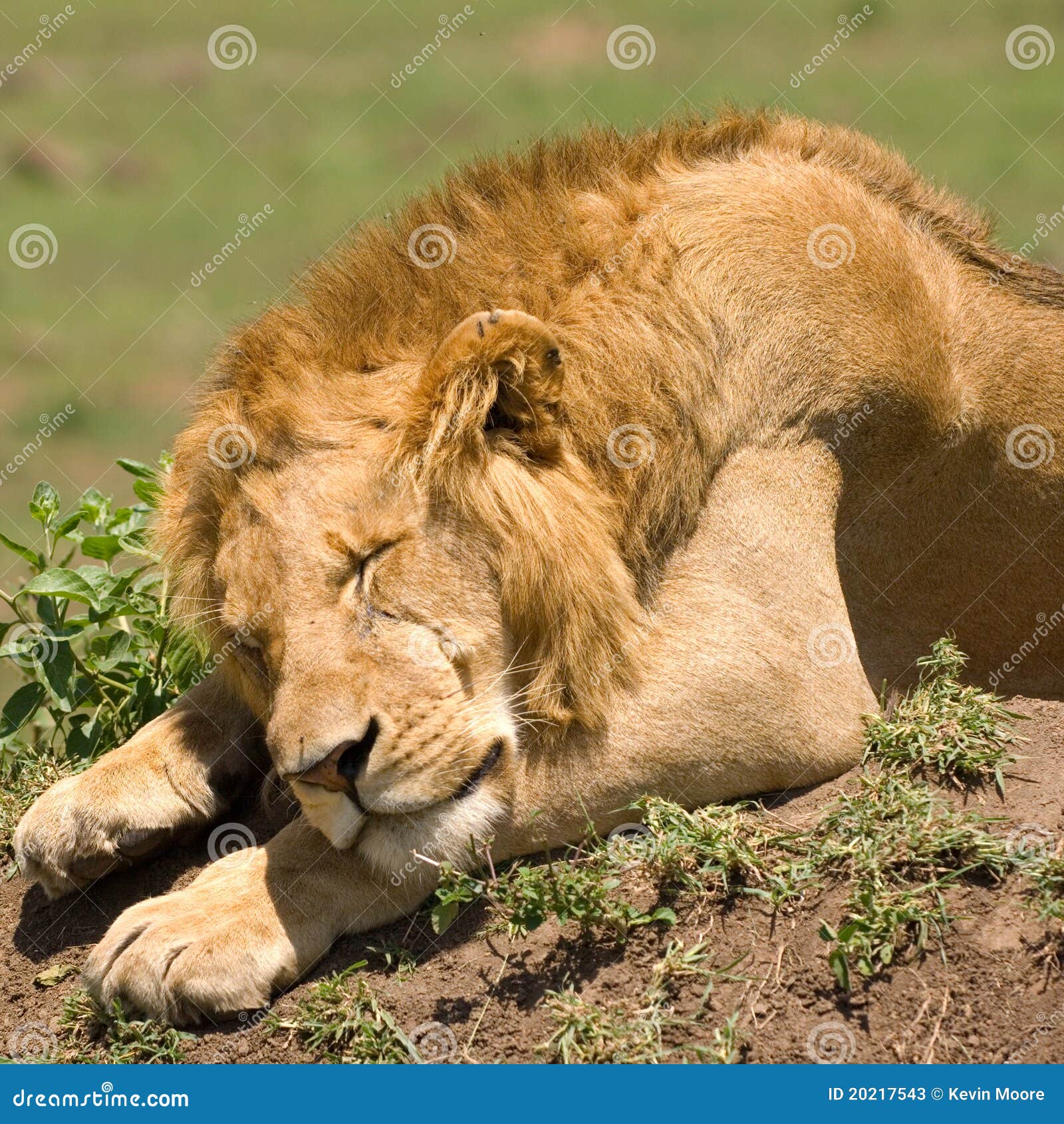 Sleeping Lion Stock Photos - Image: 20217543