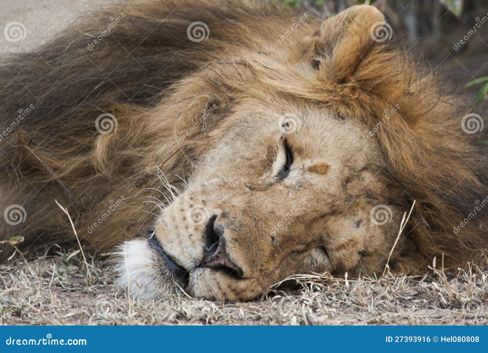Lion sleeping stock photo. Image of sleep, africa, african - 27393916