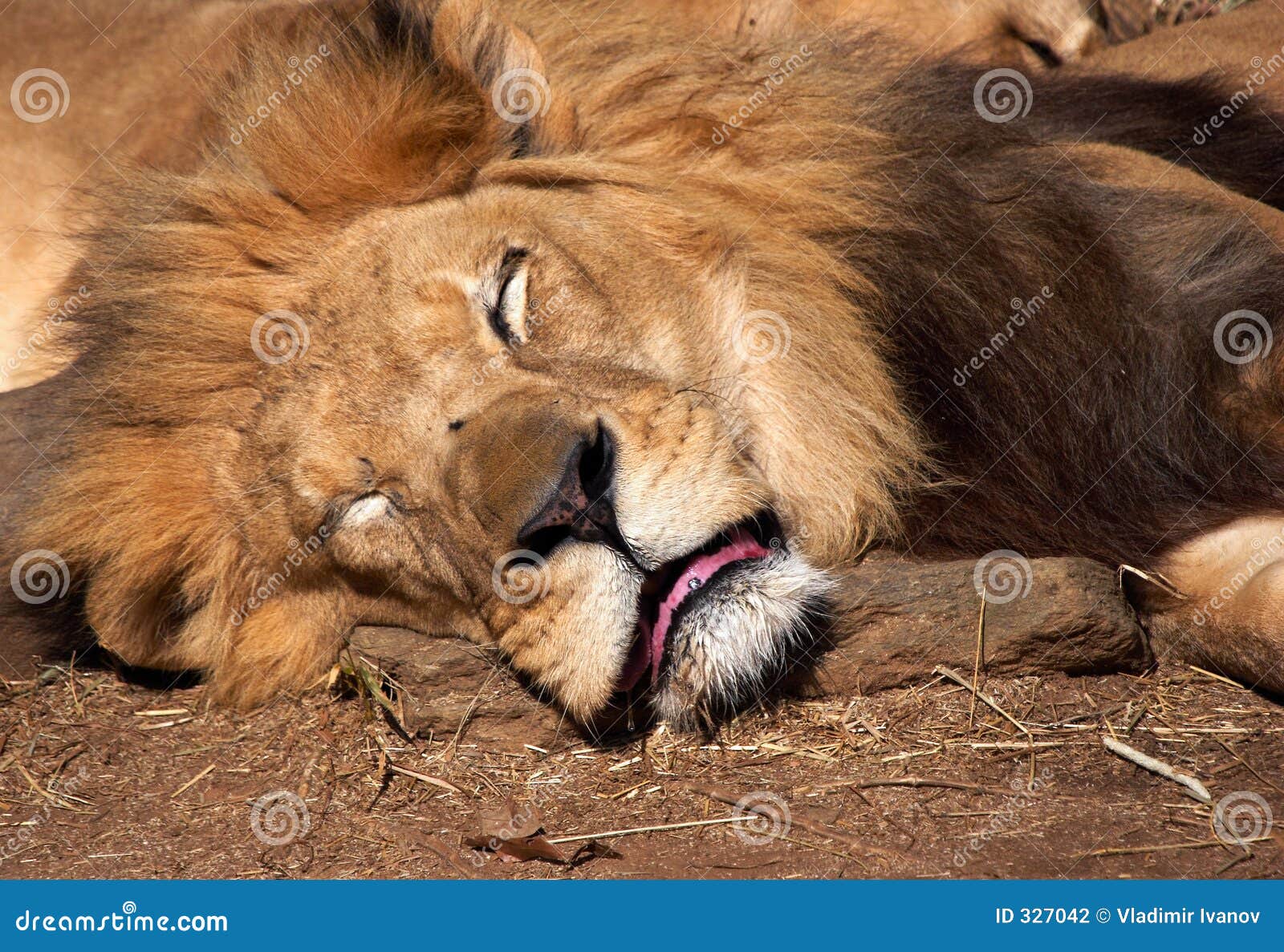 Sleeping lion stock photo. Image of portrait, muzzle, nose - 327042