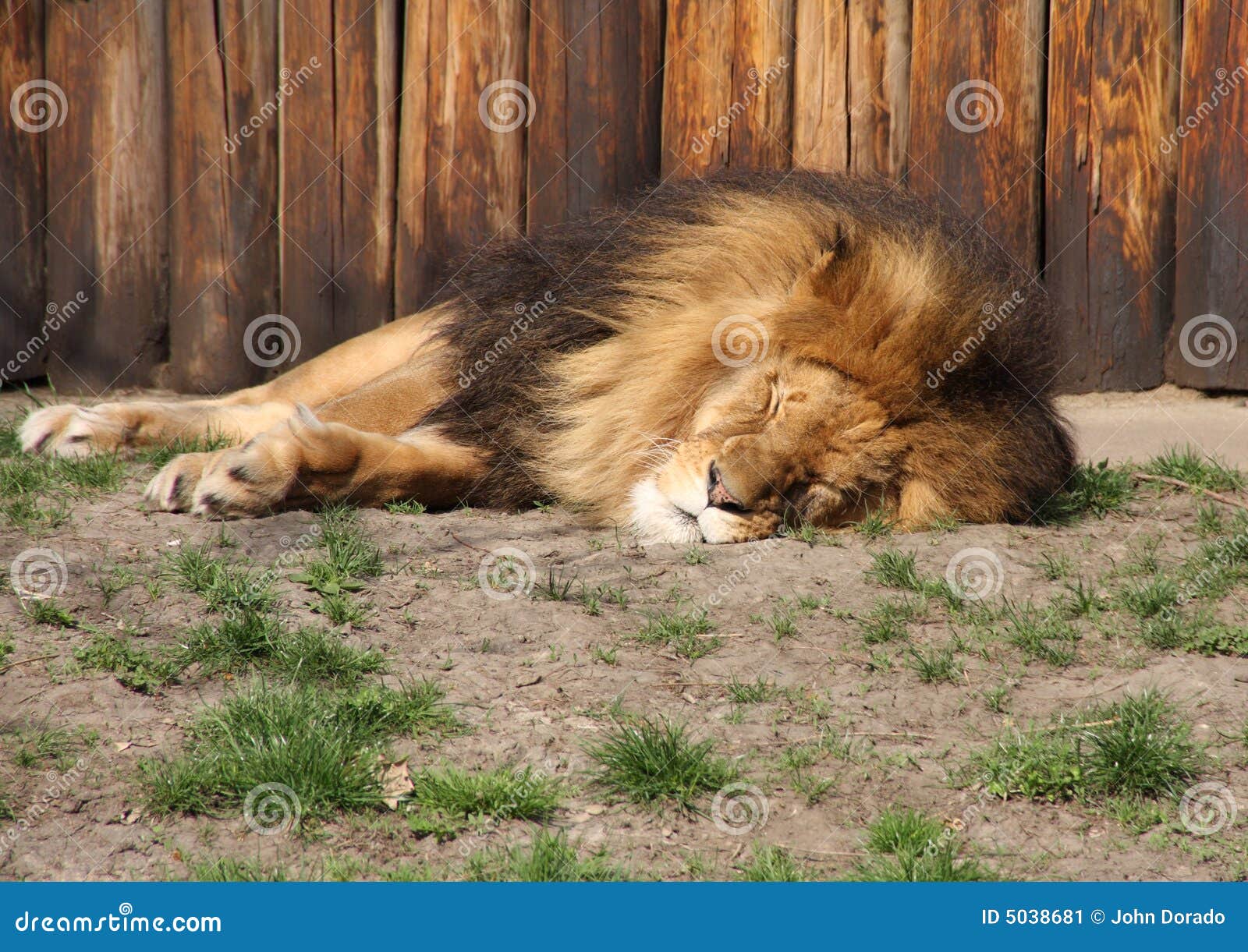 Sleeping lion stock image. Image of strong, wildcat, stalker - 5038681