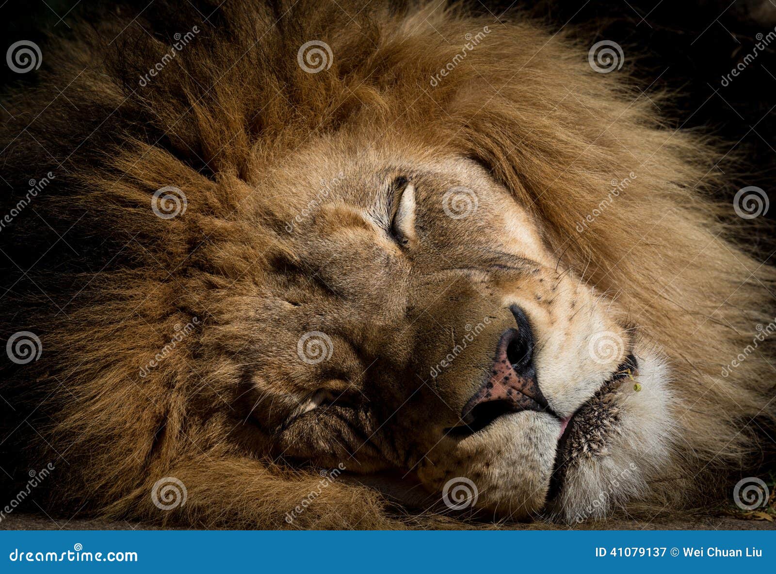 A Sleeping Lion Cub In The Shadow Of A Tree Stock Photo | CartoonDealer ...