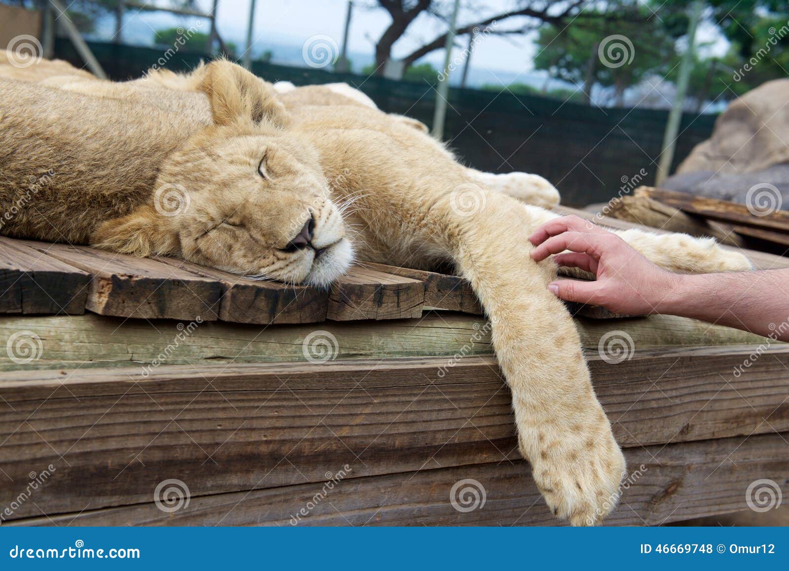 Sleeping Lion Cub and Touch Hand Stock Photo - Image of touching, hand ...