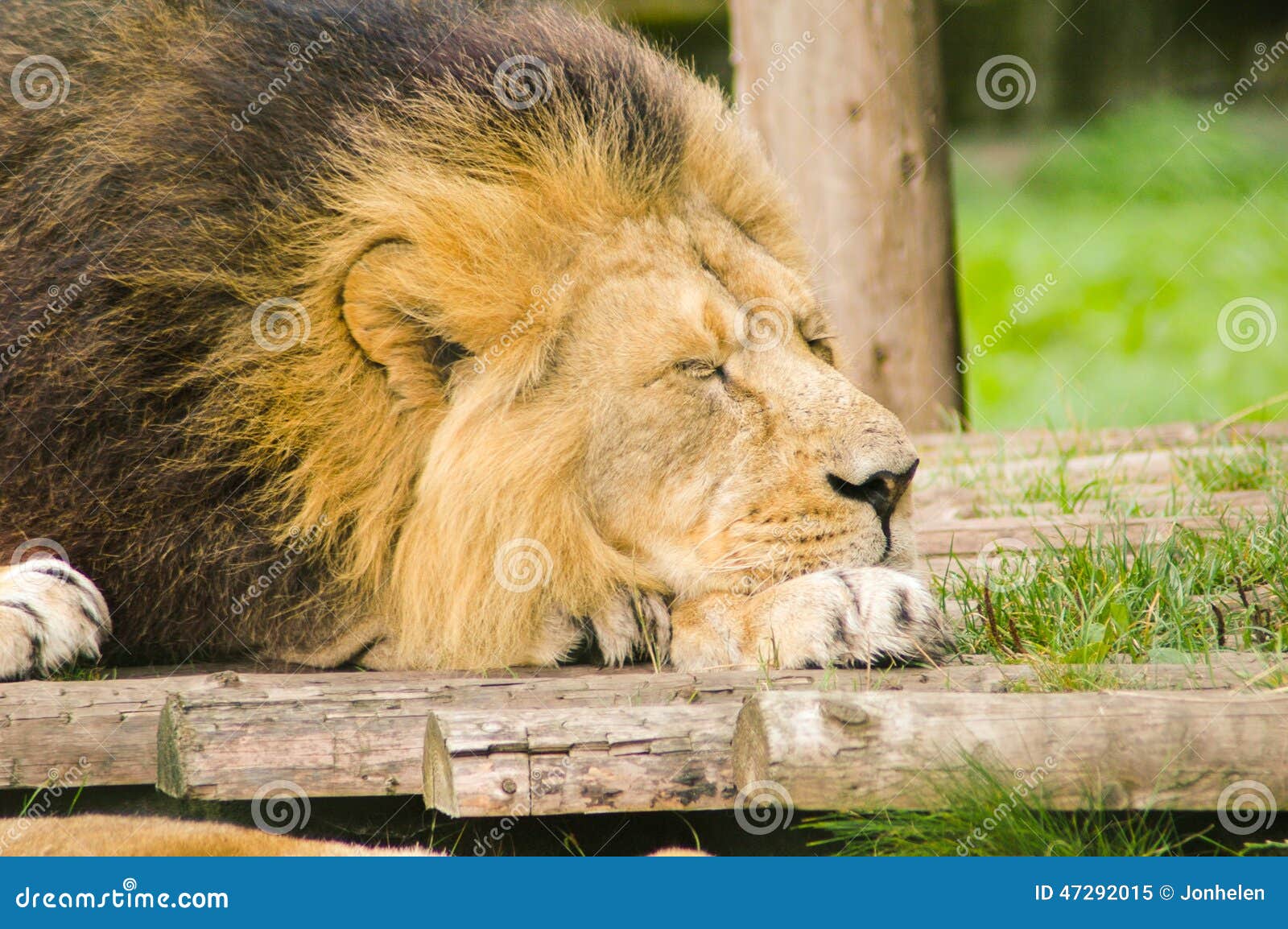 Sleeping Lion stock image. Image of lion, africa, pride - 47292015