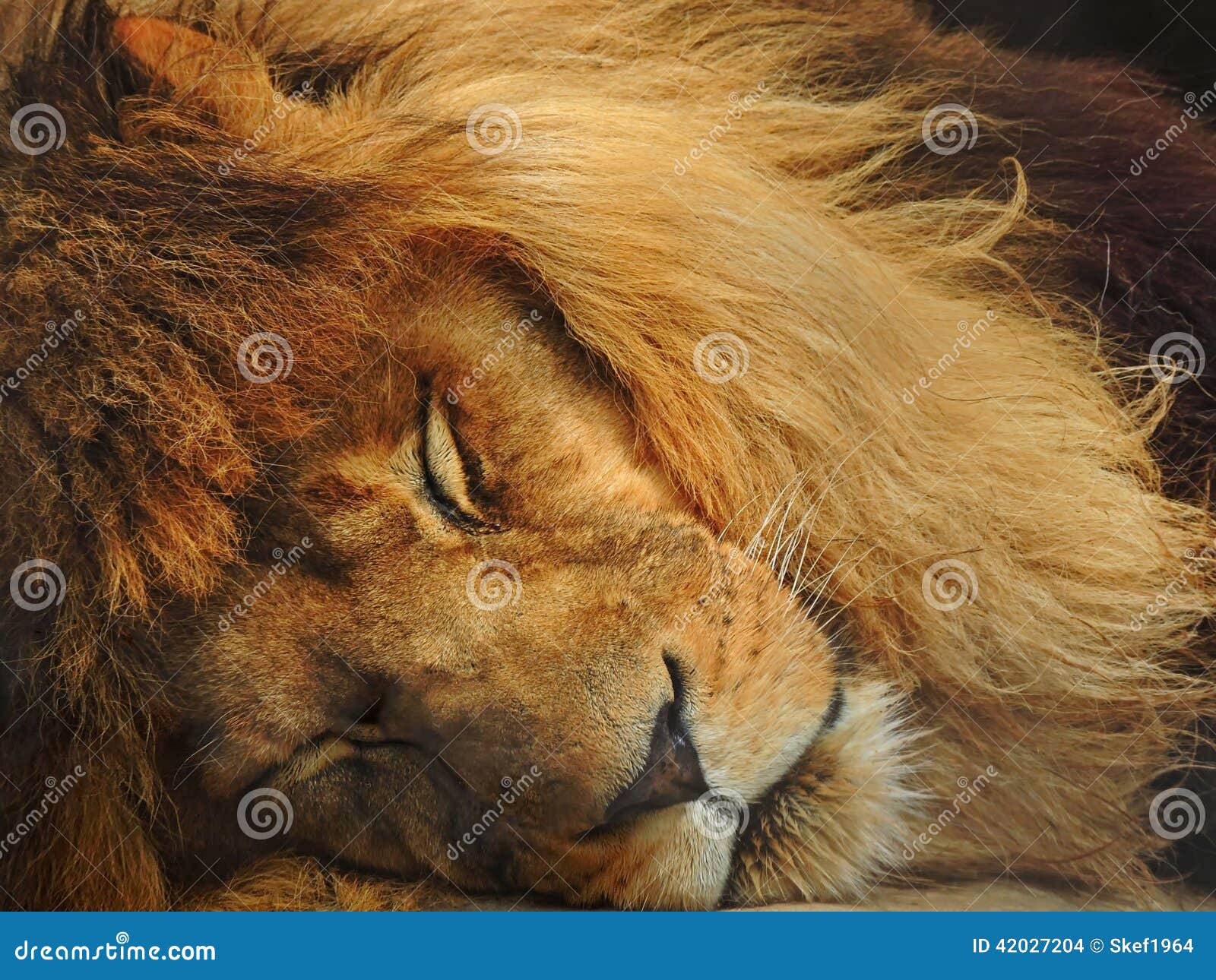 Sleeping lion stock photo. Image of forces, fatigue, african - 42027204