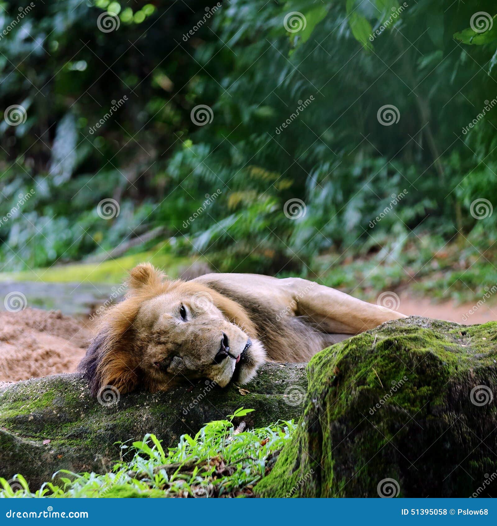 Sleeping Lion stock photo. Image of lion, color, eyes - 51395058