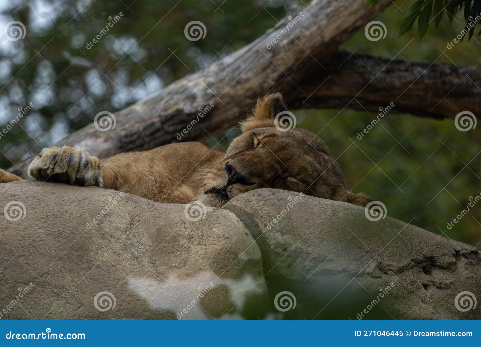 Sleeping Monkey In The Zoo Aviary In Prague, Czech Republic. Editorial ...