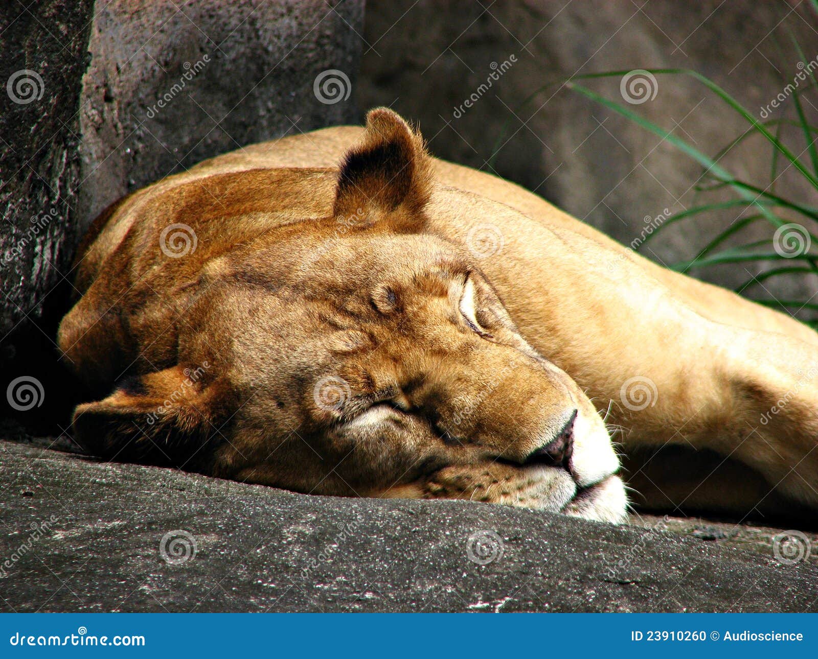 Sleeping Lioness stock photo. Image of lazy, pride, charismatic - 23910260