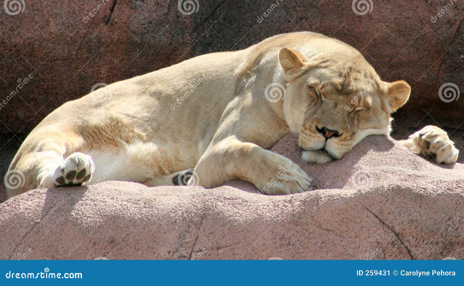 Sleeping Lioness stock image. Image of lion, relaxing, african - 259431
