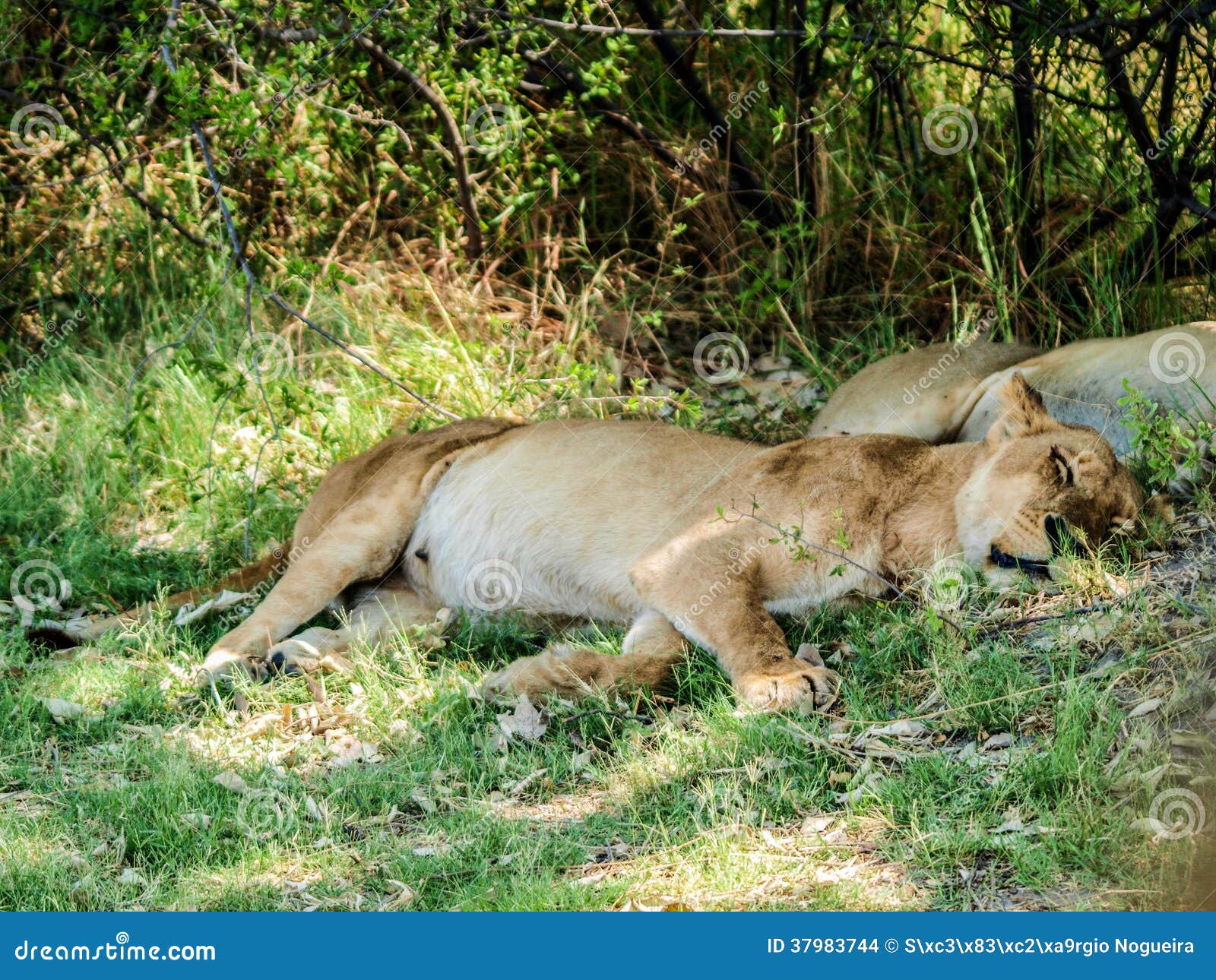 Sleeping lioness stock photo. Image of nature, botswana - 37983744