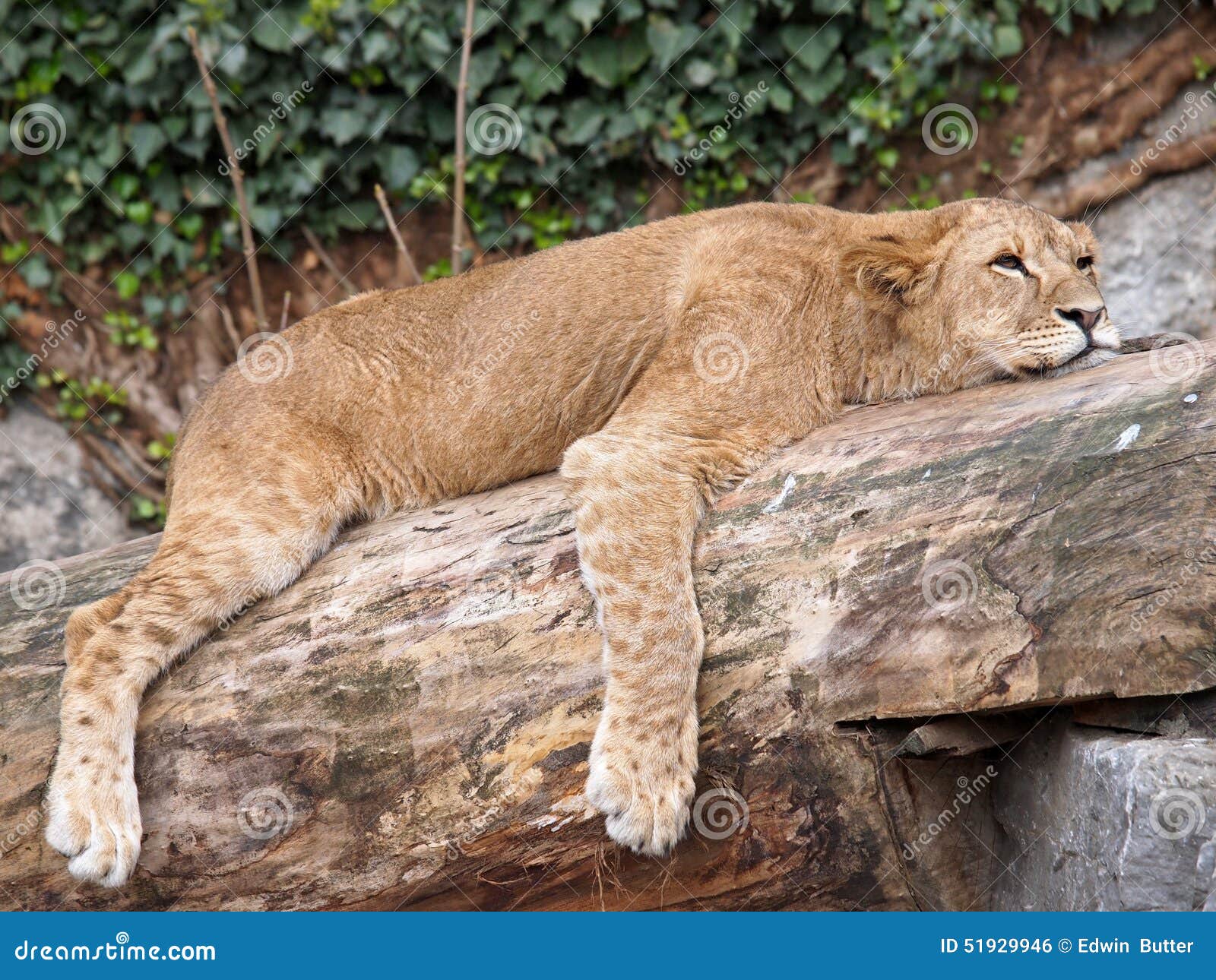 Sleeping Lioness Stock Photo - Image: 51929946